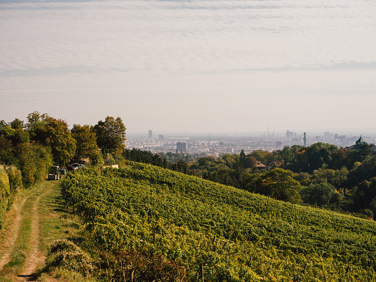 Experience green nature in & around Vienna Top natural places